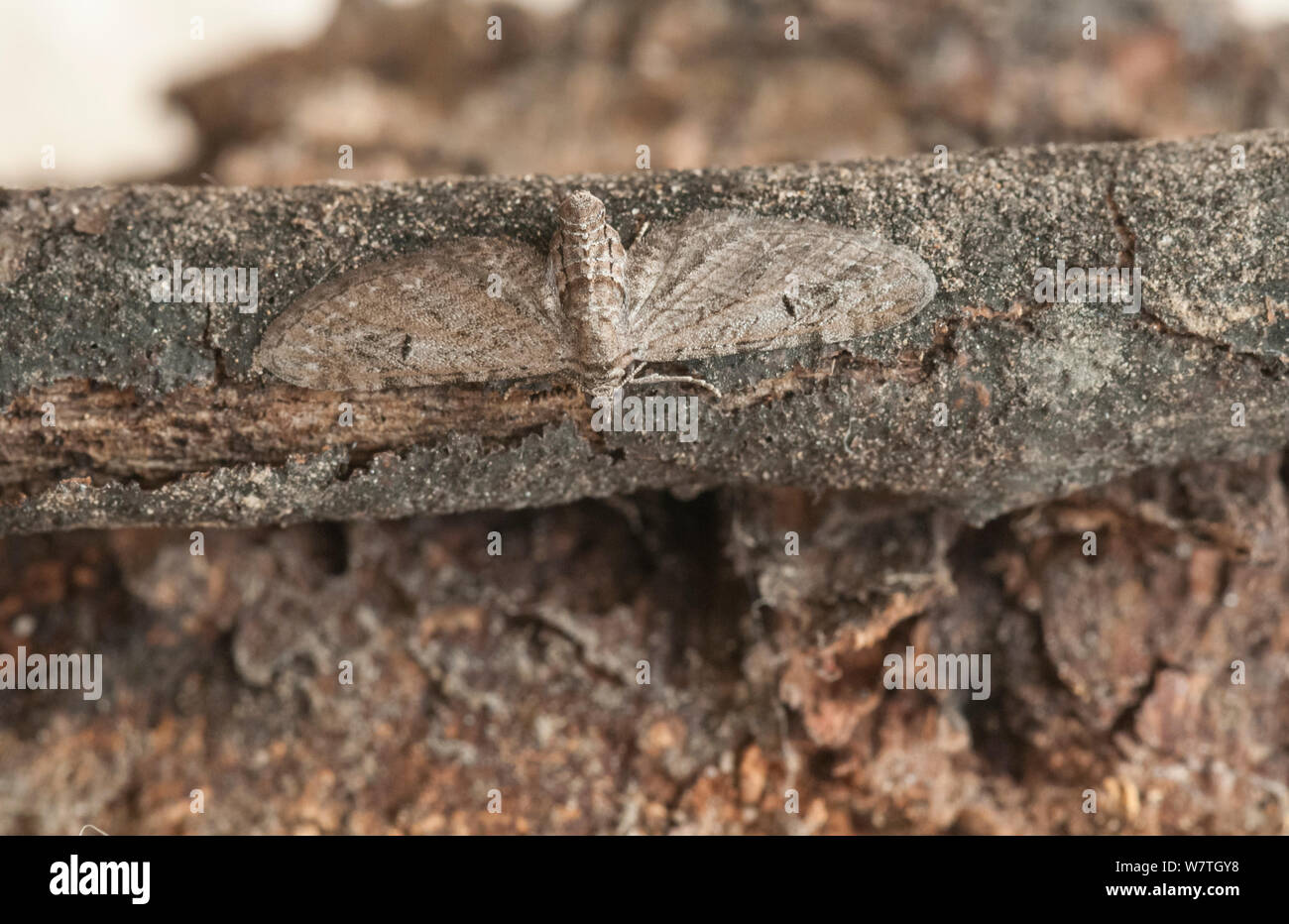 Angle barred pug hi-res stock photography and images - Alamy