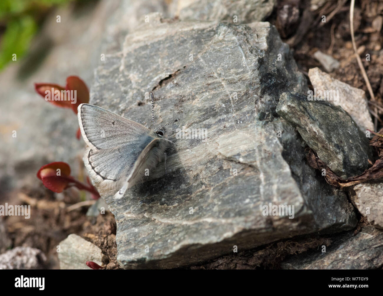 Arctic blue butterfly (Plebeius glandon) male on rock, Lapland, Finland ...