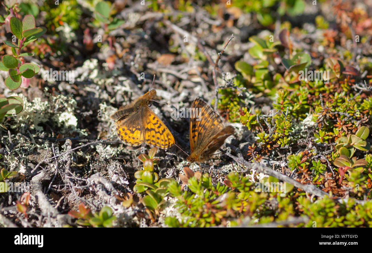 Arctic fritillary butterfly mating hi-res stock photography and images ...