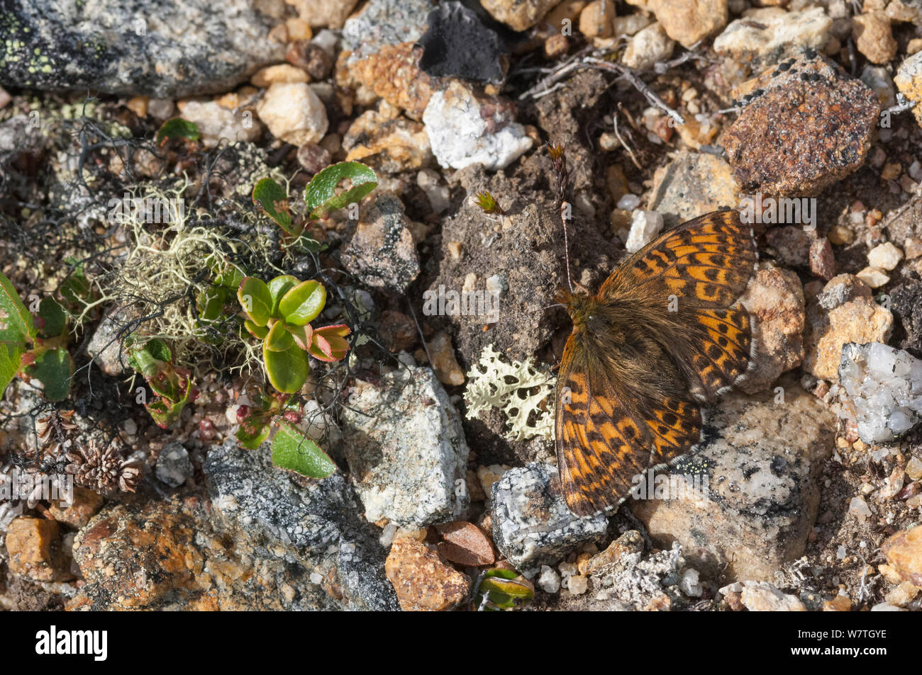 Arctic fritillary butterfly (Boloria chariclea) female, sunning on ...