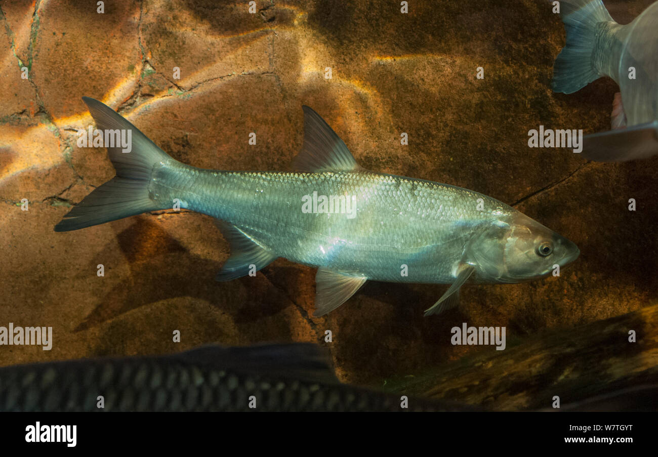 Finland Fish Species