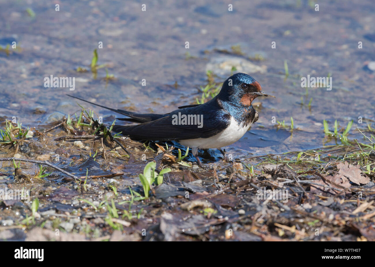 Barn swallow collecting nesting material hi-res stock photography and ...