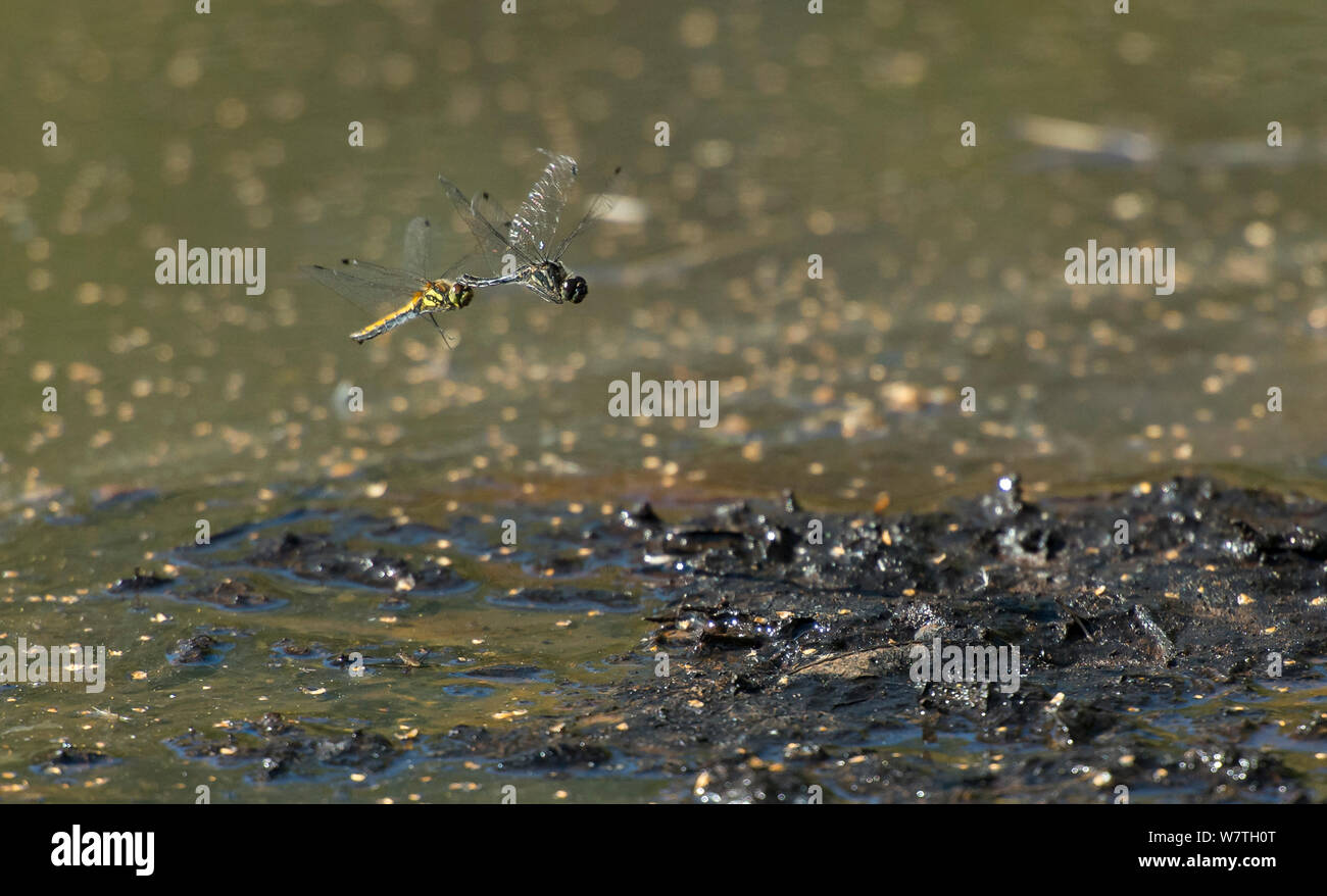 Black meadowhawk dragonfly (Sympetrum danae) female flying in tandem ...