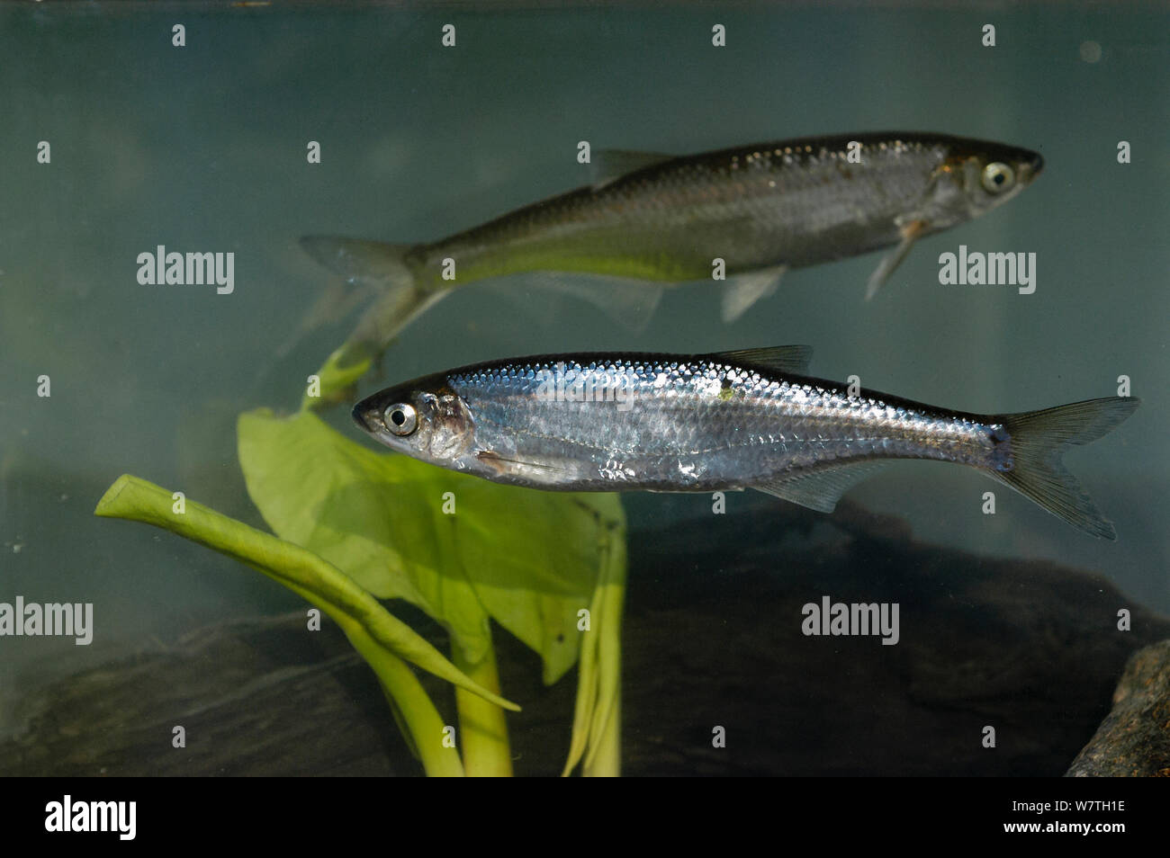 Bleak fish (Alburnus alburnus) in aquarium, central Finland Stock Photo ...
