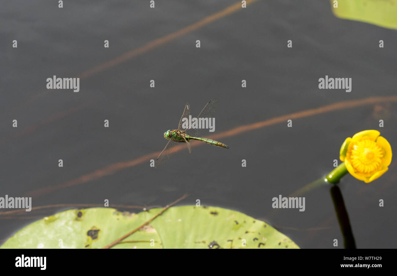 Brilliant emerald dragonfly (Somatochlora metallica) flying over ...