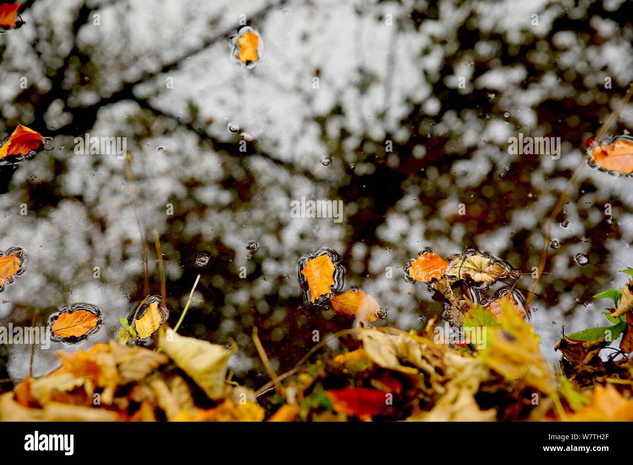 Leaf reflection lake puddle hi-res stock photography and images - Alamy