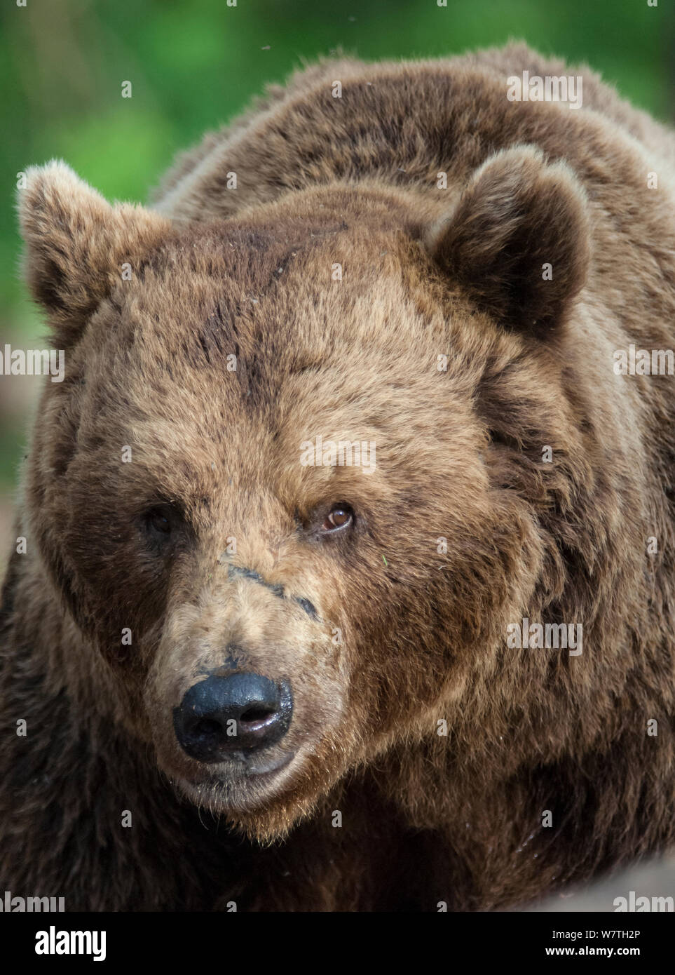 Northern european wildlife hi-res stock photography and images - Alamy