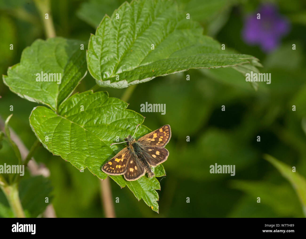 Arctic Skipper butterfly (Carterocephalus palaemon) male, central ...