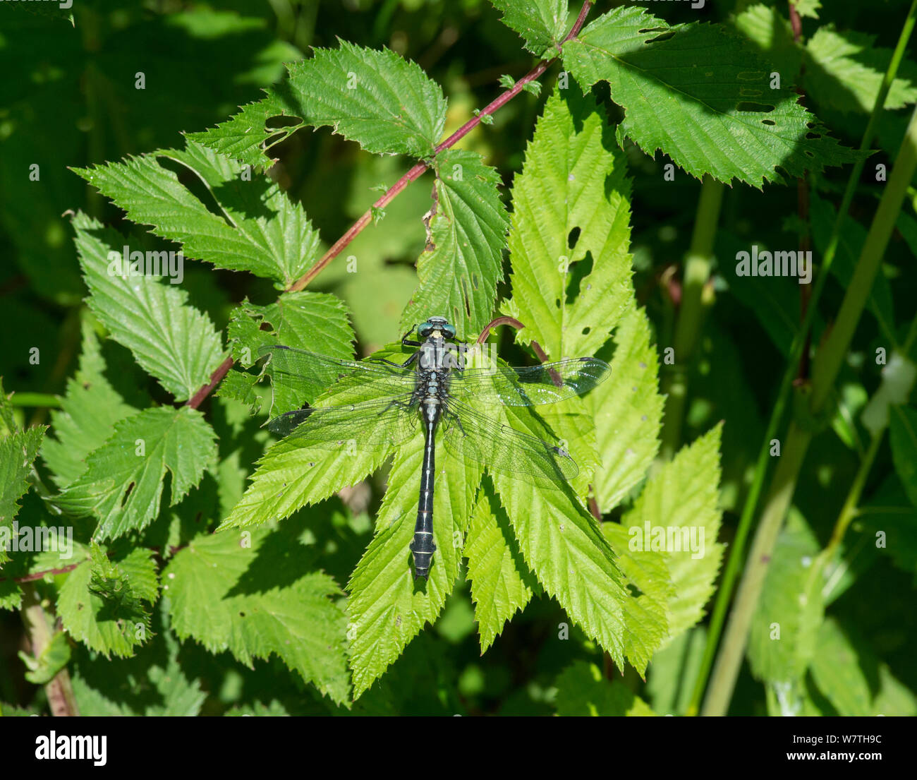 Common clubtail dragonfly hi-res stock photography and images - Alamy