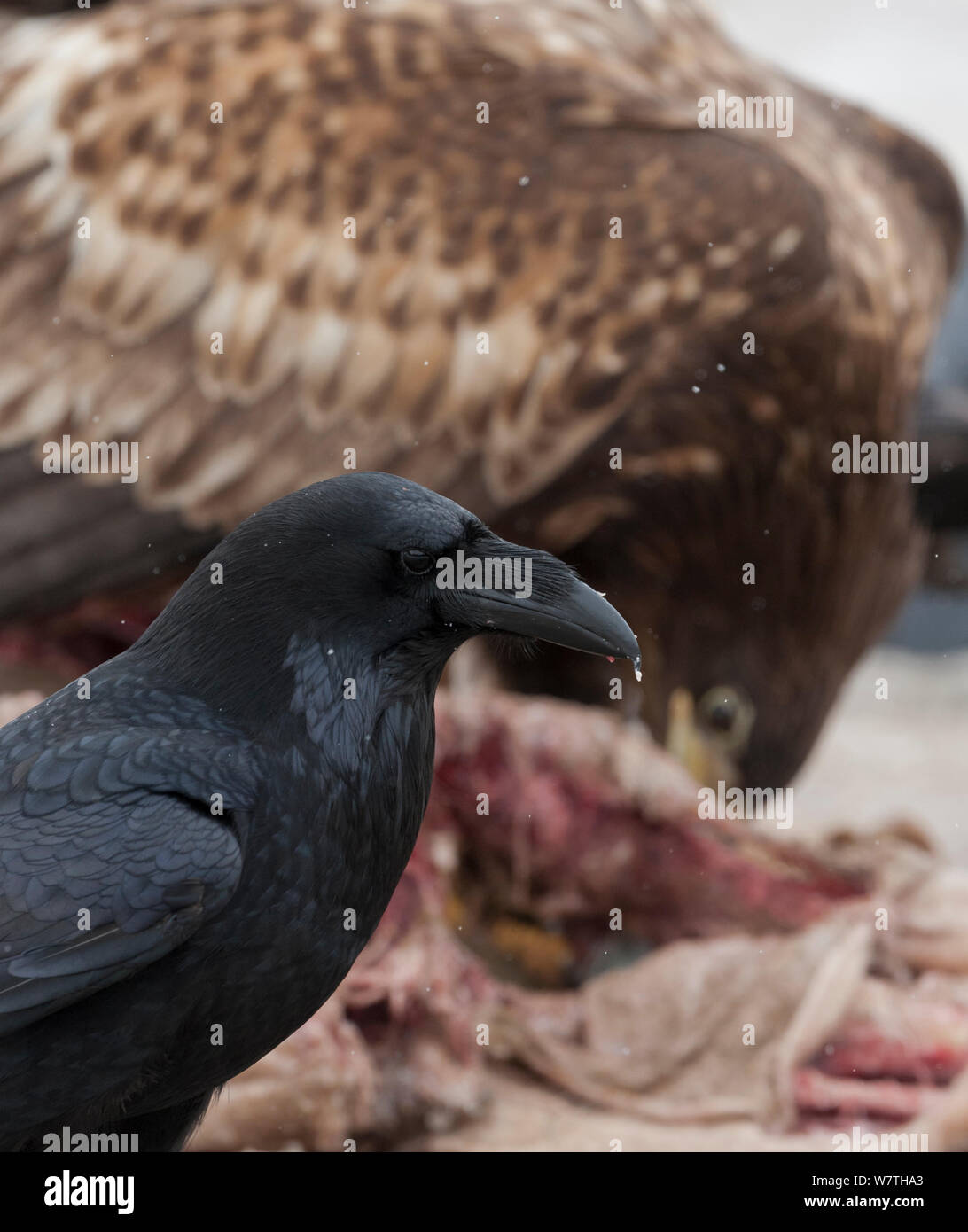 Raven and eagle hi-res stock photography and images - Alamy