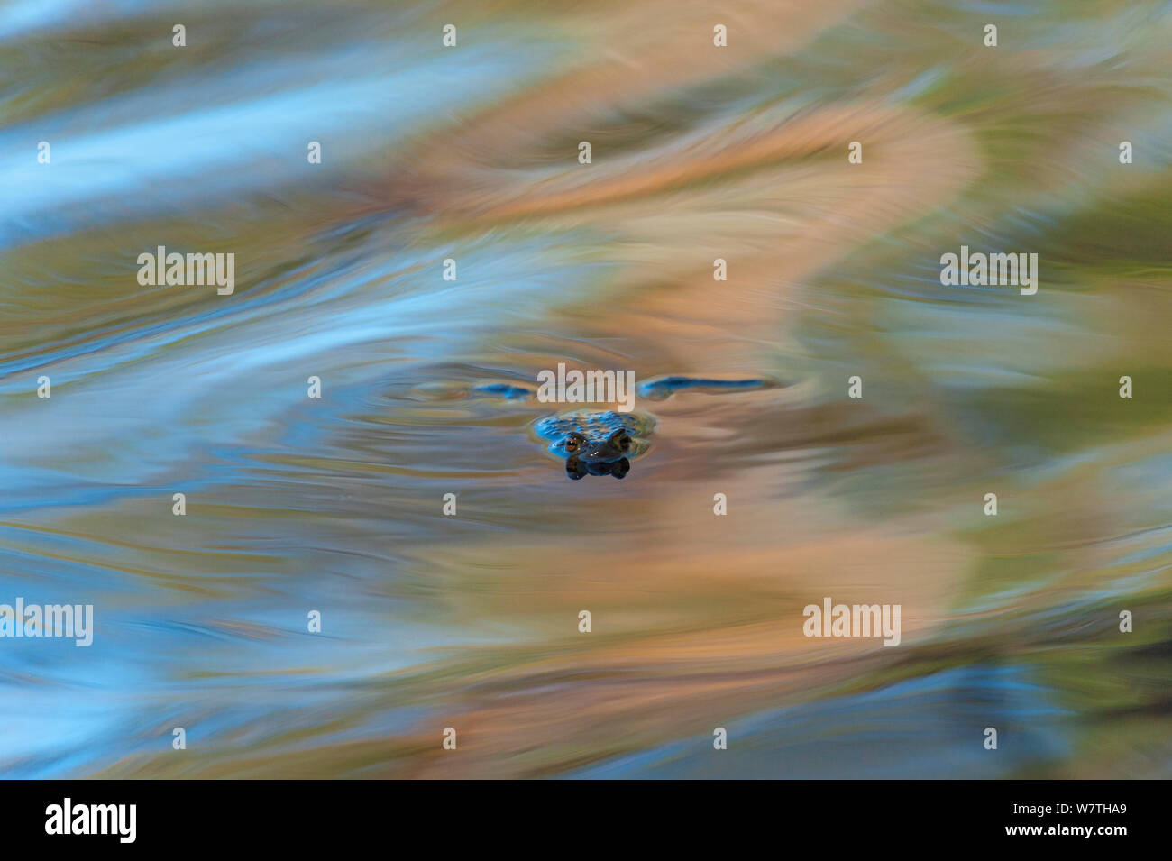 Common toad (Bufo bufo) floating at surface, central Finland, May Stock ...