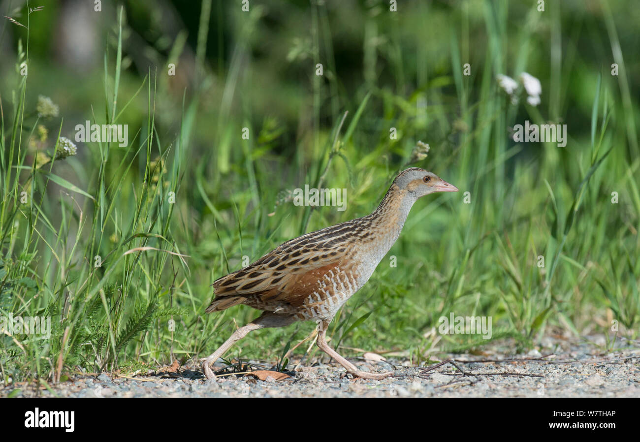 Male corncrake hi-res stock photography and images - Alamy