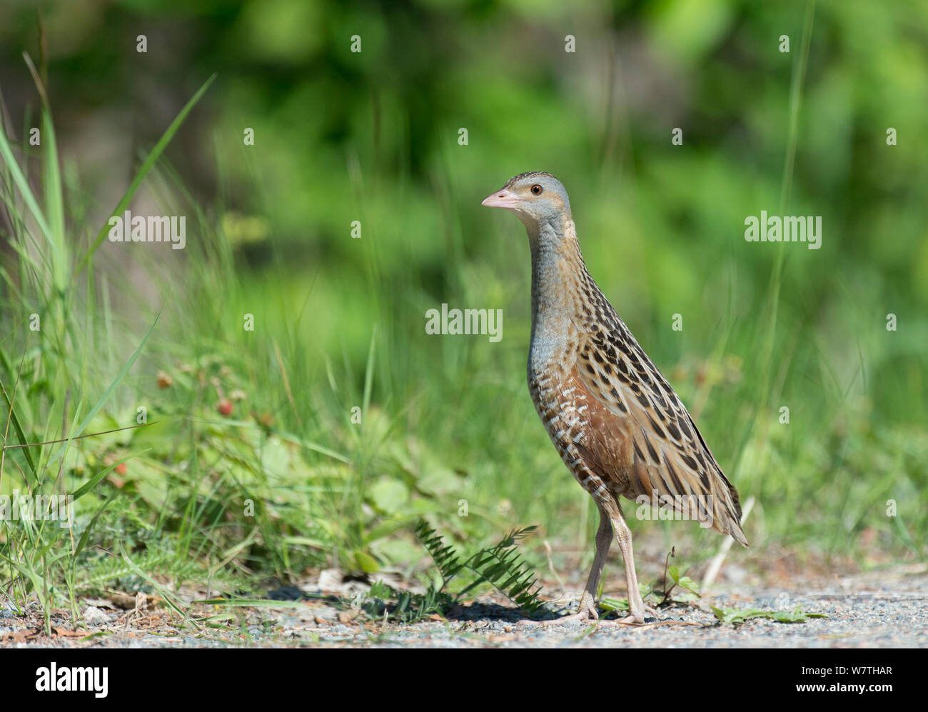 Corncrake hi-res stock photography and images - Alamy