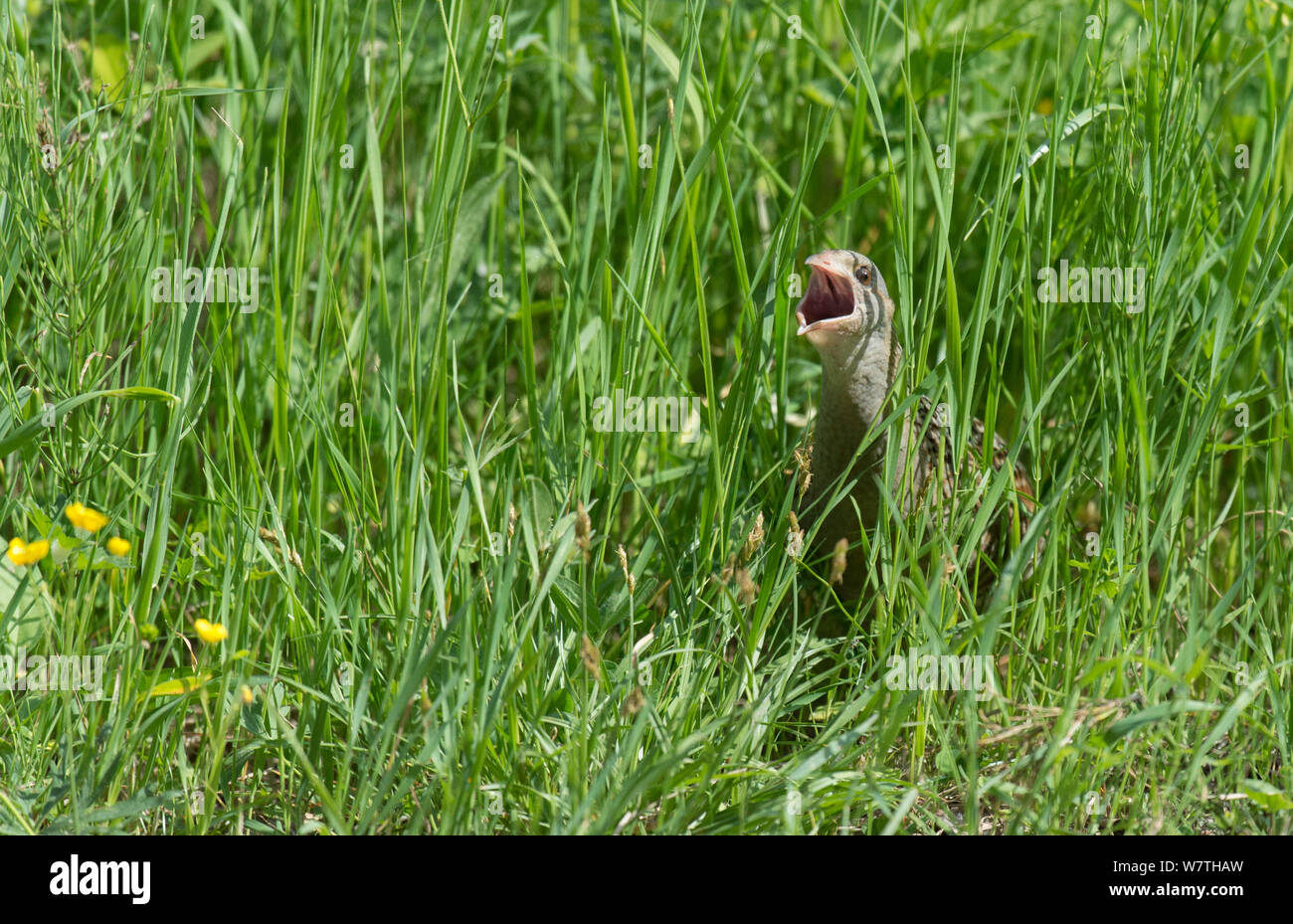 Corncrake calling hi-res stock photography and images - Alamy
