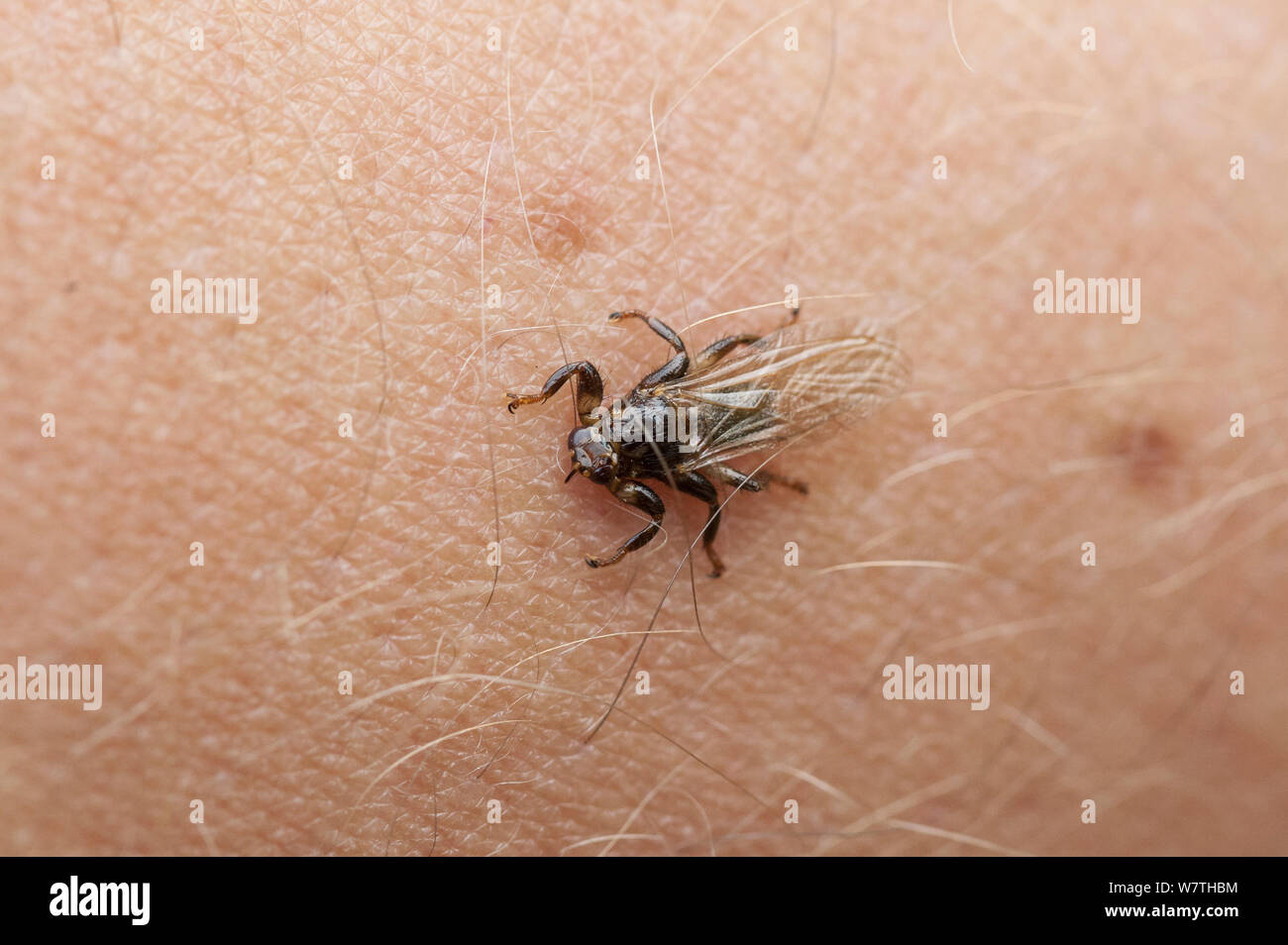 Deer fly (Lipoptena cervi) on human skin, South Karelia, southern ...