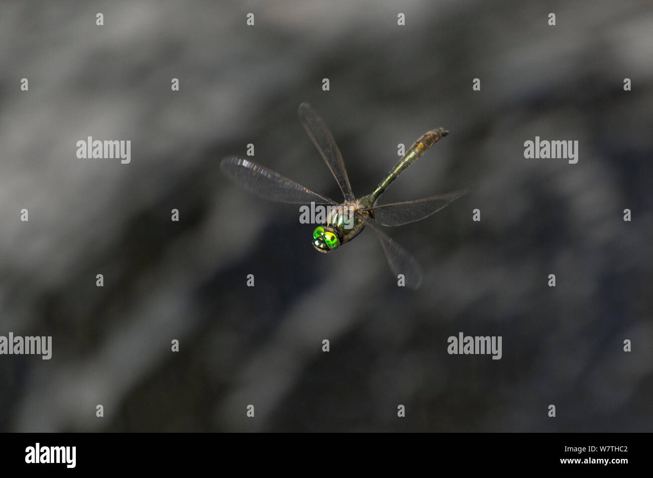 Downy Emerald dragonfly (Cordulia aenea) in flight, South Karelia ...