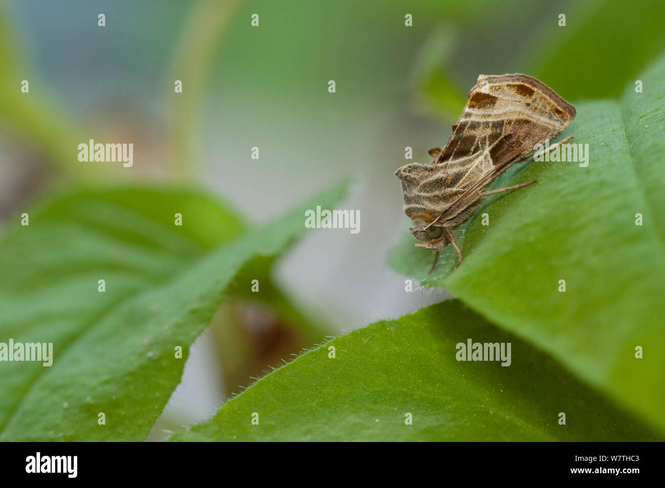 Owlet moth hi-res stock photography and images - Alamy