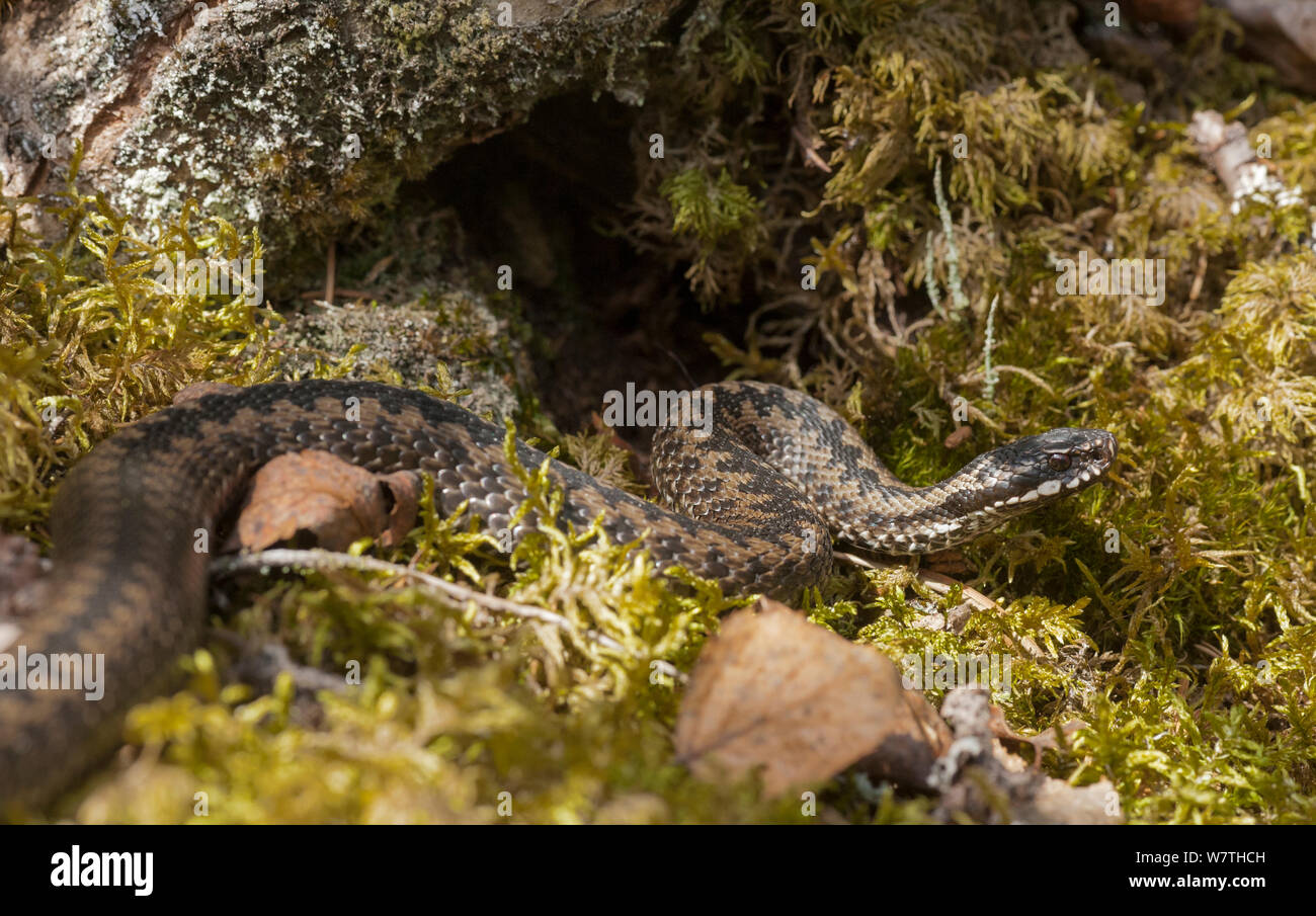 European northern viper hi-res stock photography and images - Alamy