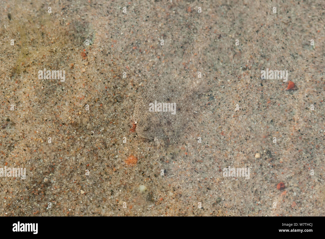 European flounder (Platichthys flesus) young fish hidden to sand, in ...