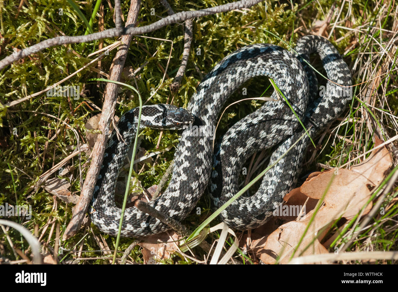 Vipera vulgaris hi-res stock photography and images - Alamy