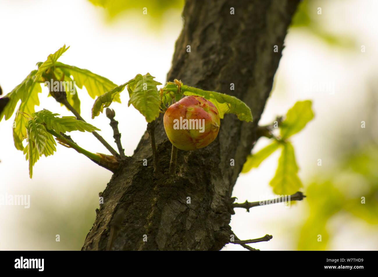 insect gall of oak tree Stock Photo - Alamy