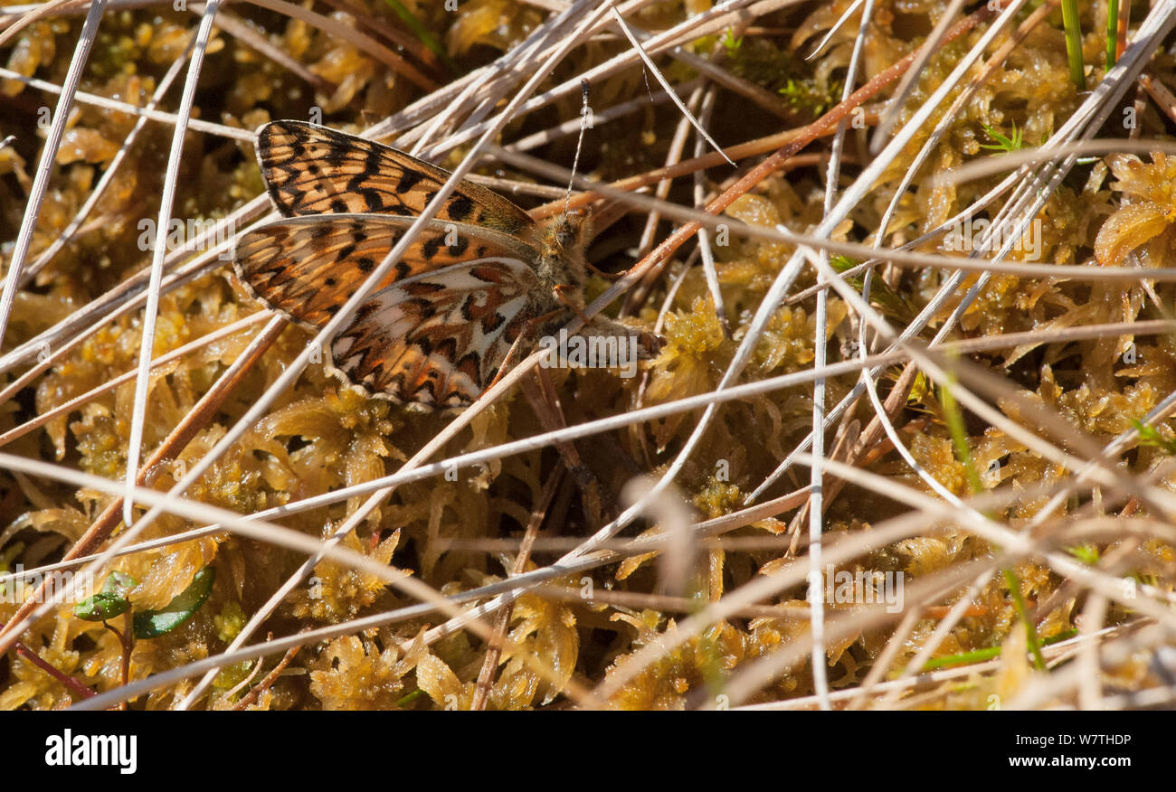 Freija Fritillary butterfly (Boloria / Clossiana freija) female laying ...