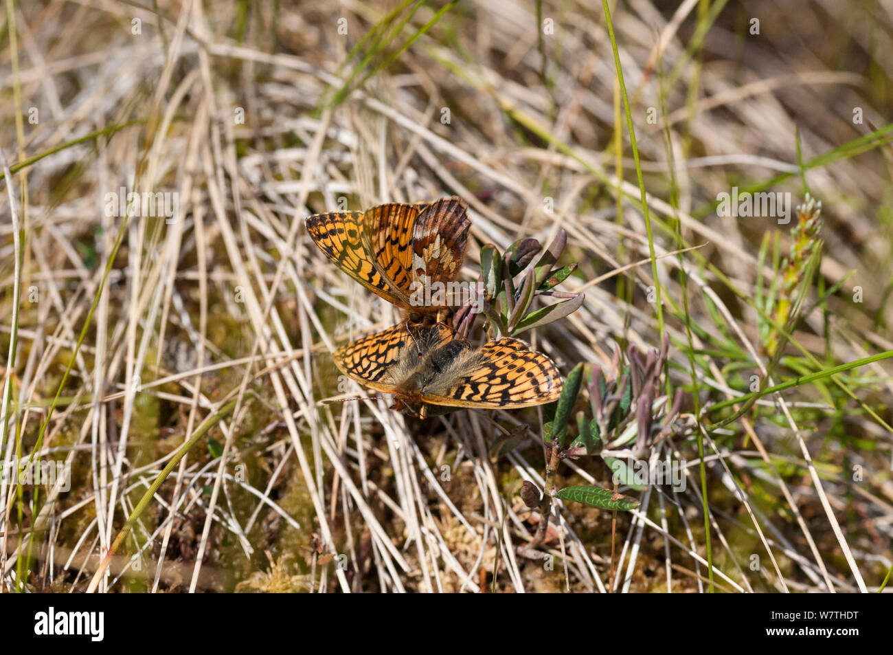 Male female butterfly hi-res stock photography and images - Alamy