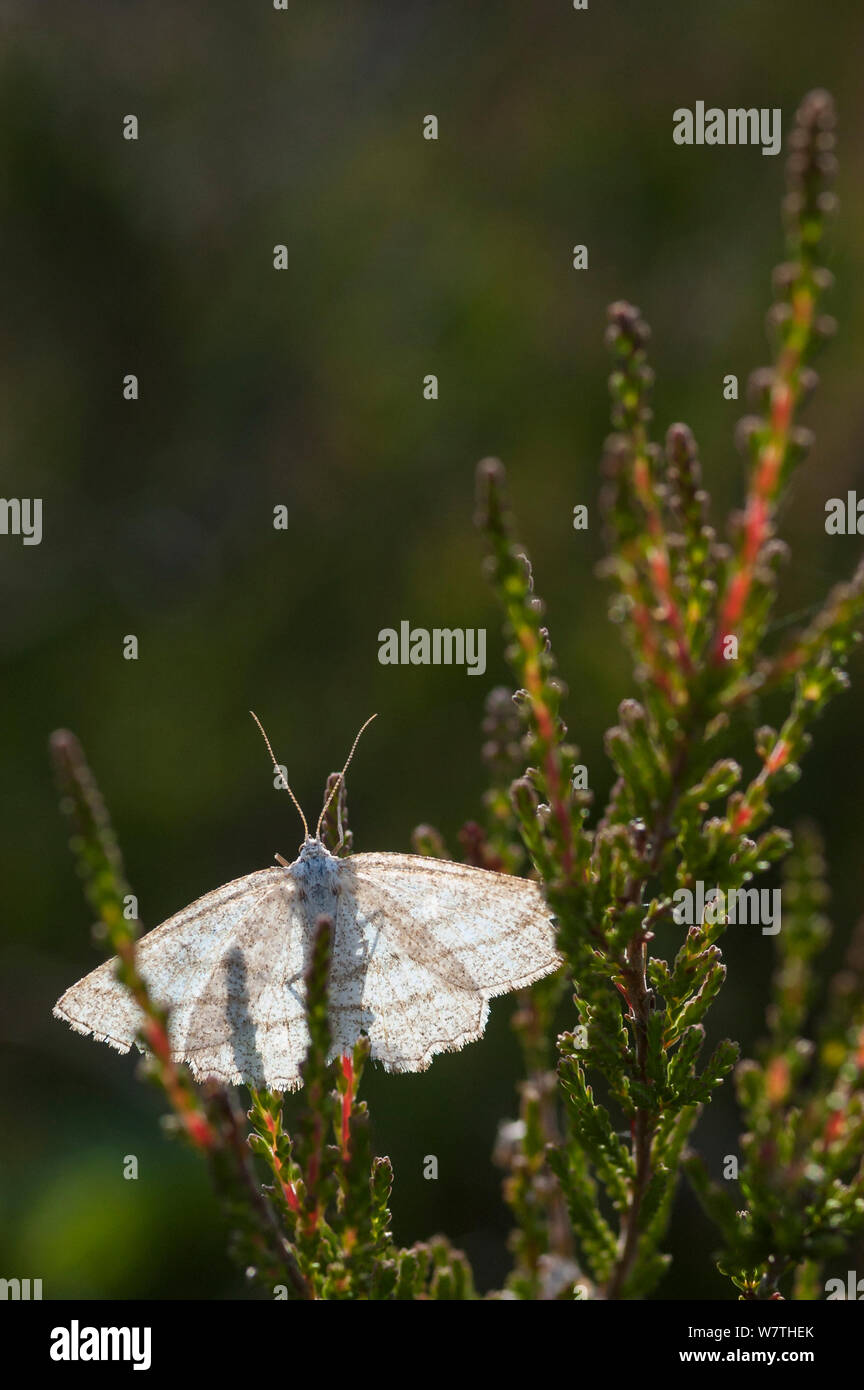Grass Wave moth (Perconia strigillaria) backlit, Finland, June Stock ...