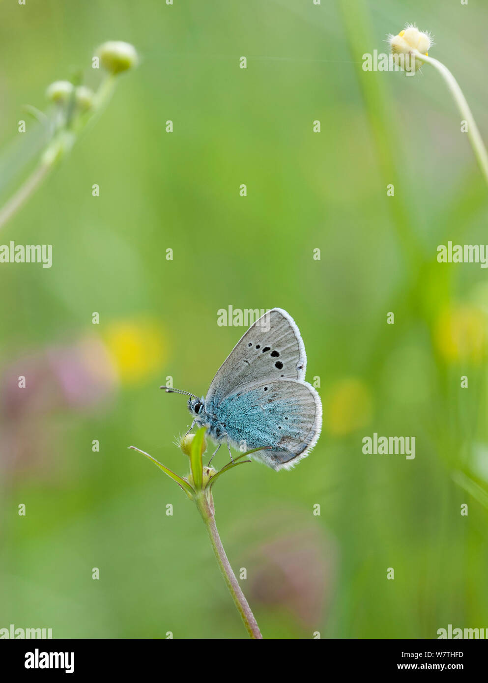 Green-Underside Blue butterfly (Glaucopsyche alexis) male, central ...
