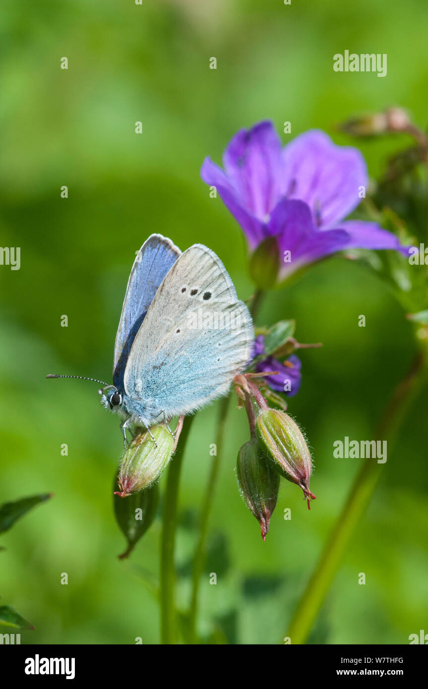 Green-Underside Blue butterfly (Glaucopsyche alexis) male, central ...