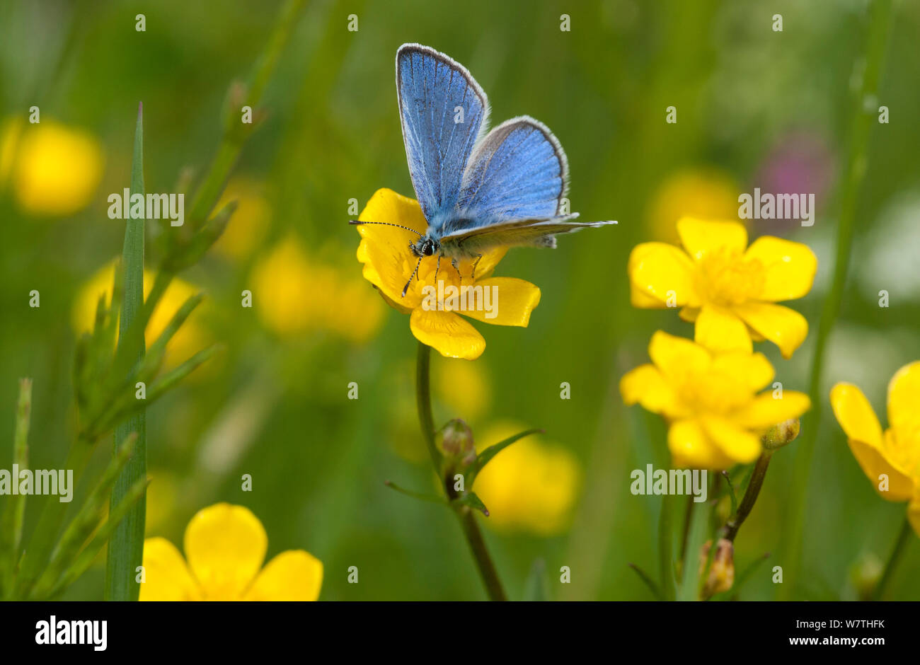 Green-Underside Blue butterfly (Glaucopsyche alexis) male, central ...