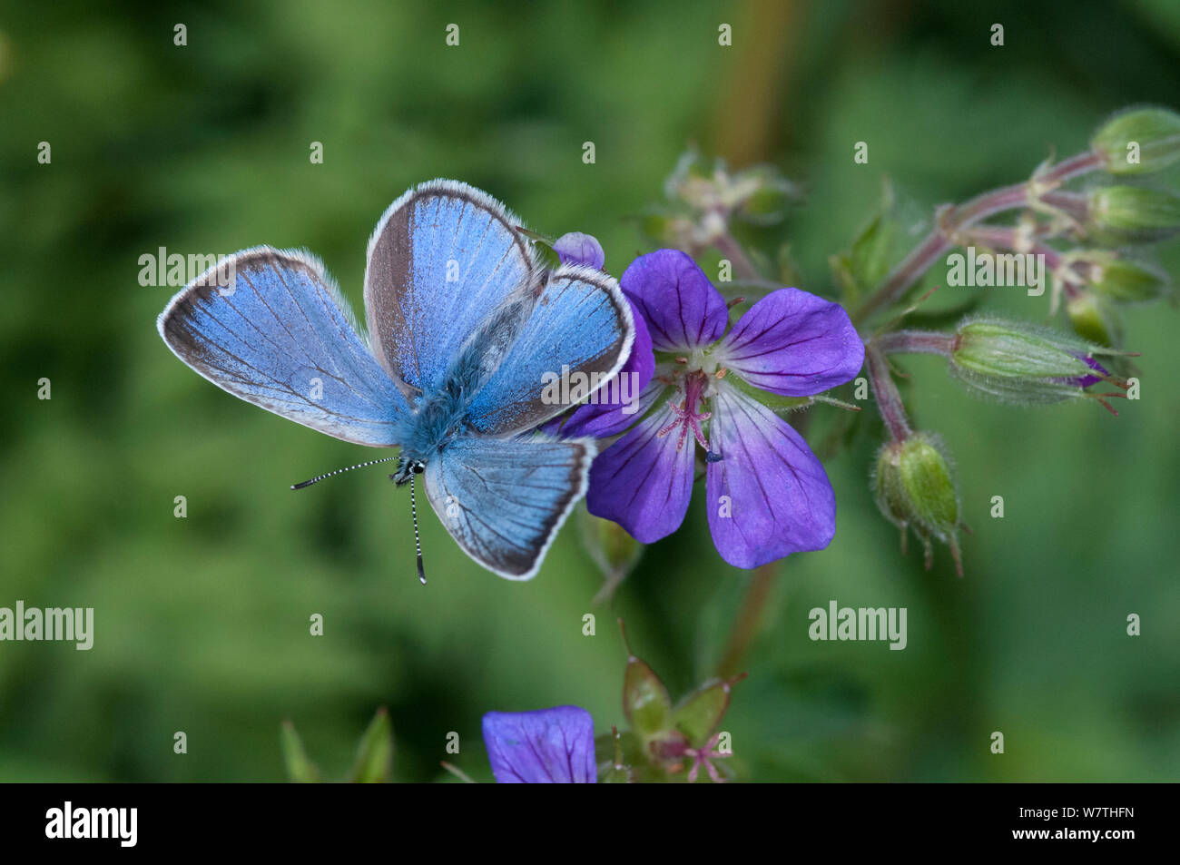 Green underside blue butterfly hi-res stock photography and images - Alamy