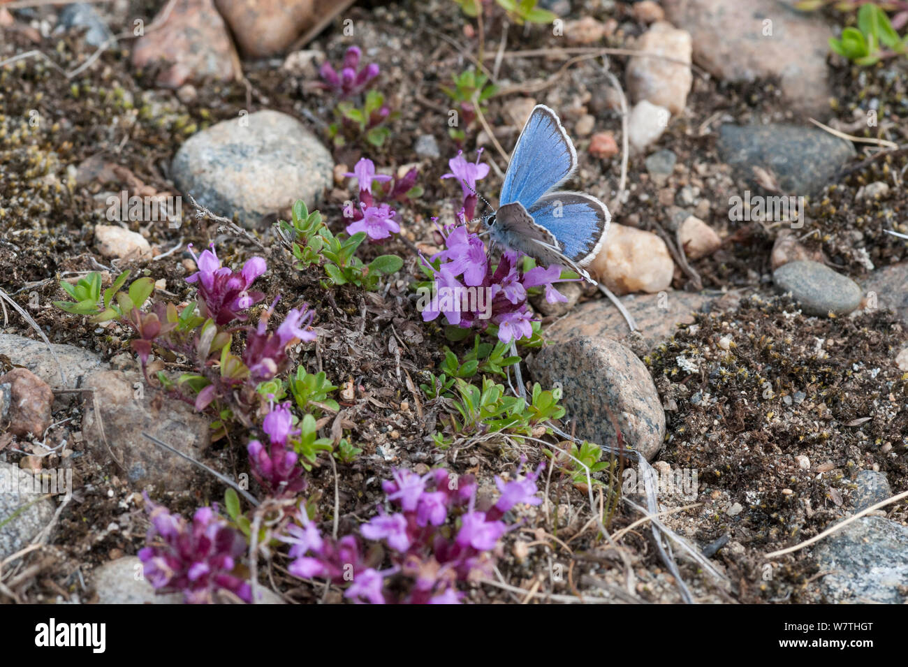 Idas Blue or Northern Blue (Plebejus idas) male feeding, Lapland ...