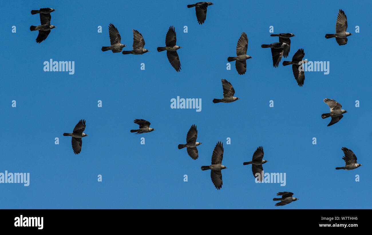 Western jackdaw in flight hi-res stock photography and images - Alamy