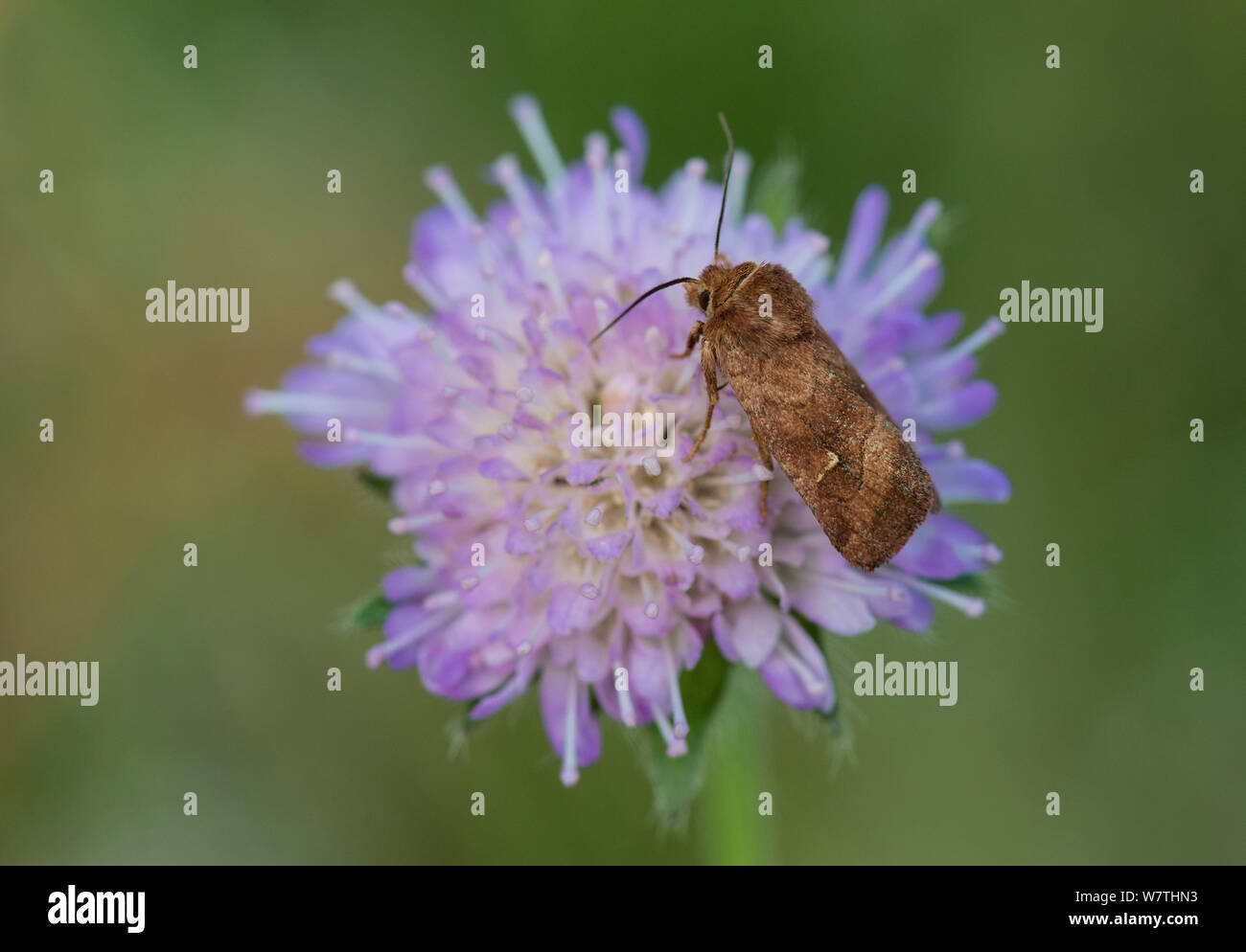 Silurian hi-res stock photography and images - Alamy
