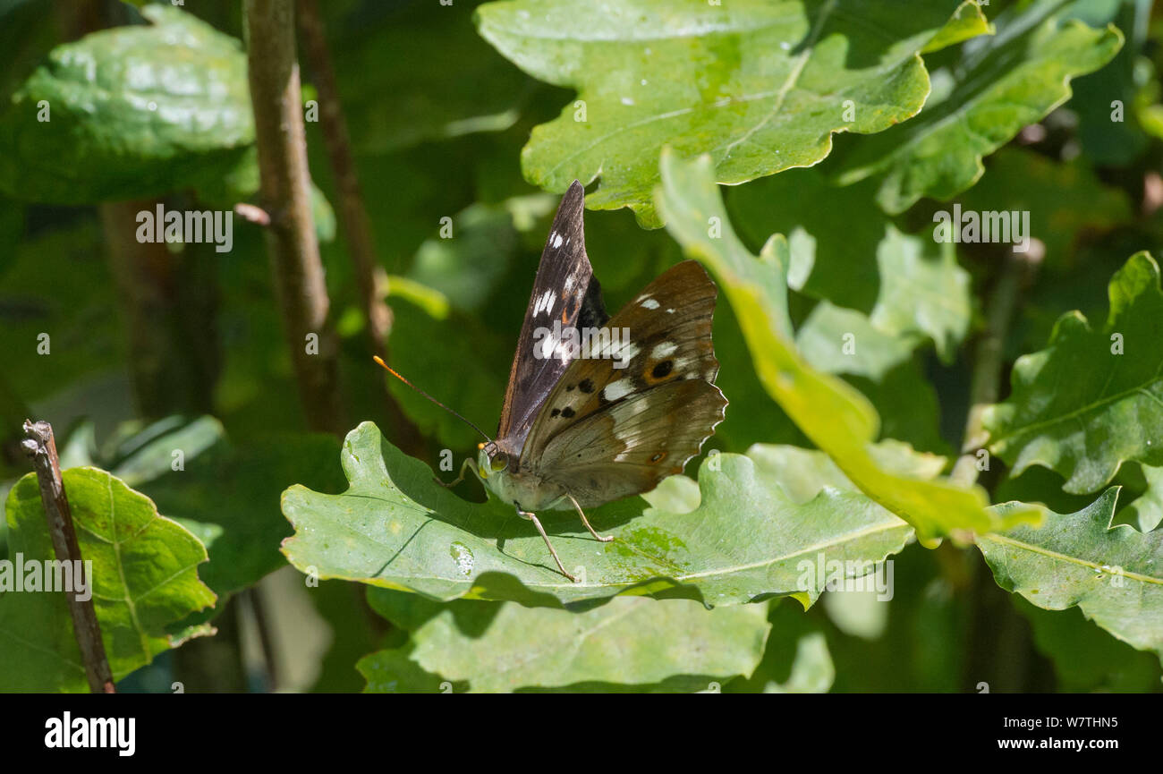 Lesser Purple Emperor butterfly (Apatura ilia) male in oak tree ...