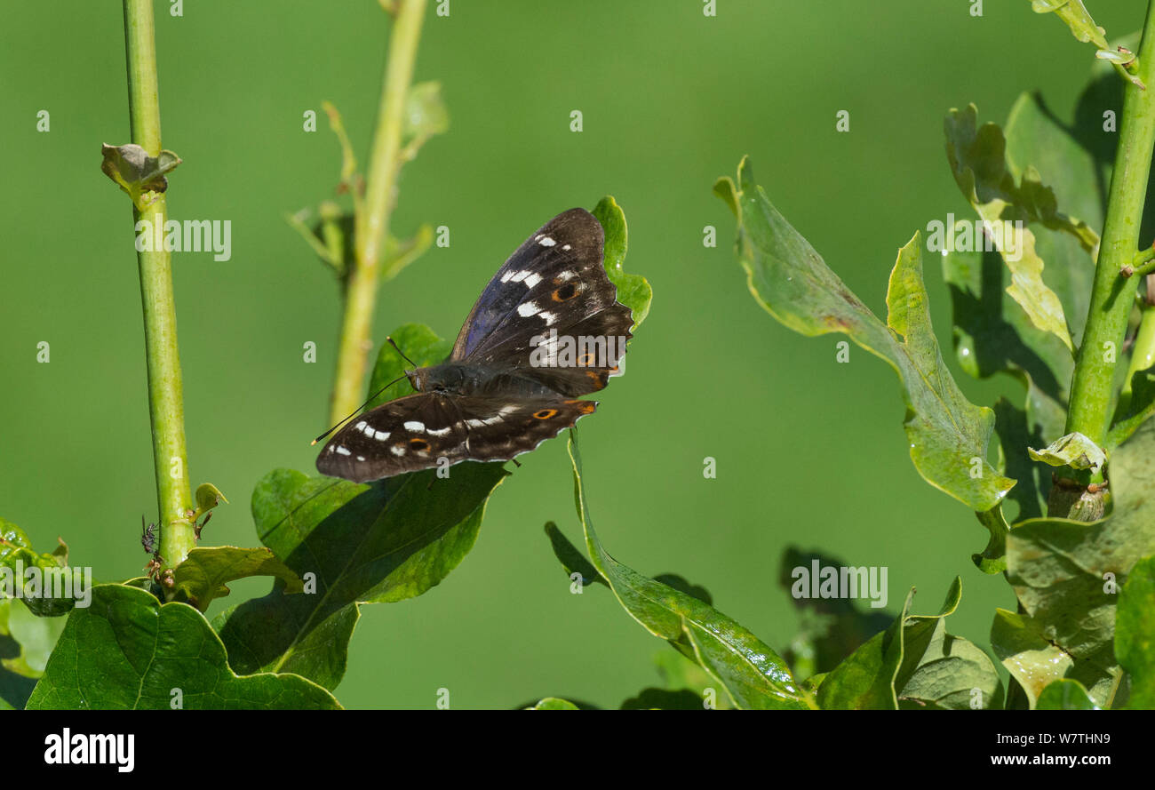 Lesser Purple Emperor butterfly (Apatura ilia) male in oak tree ...