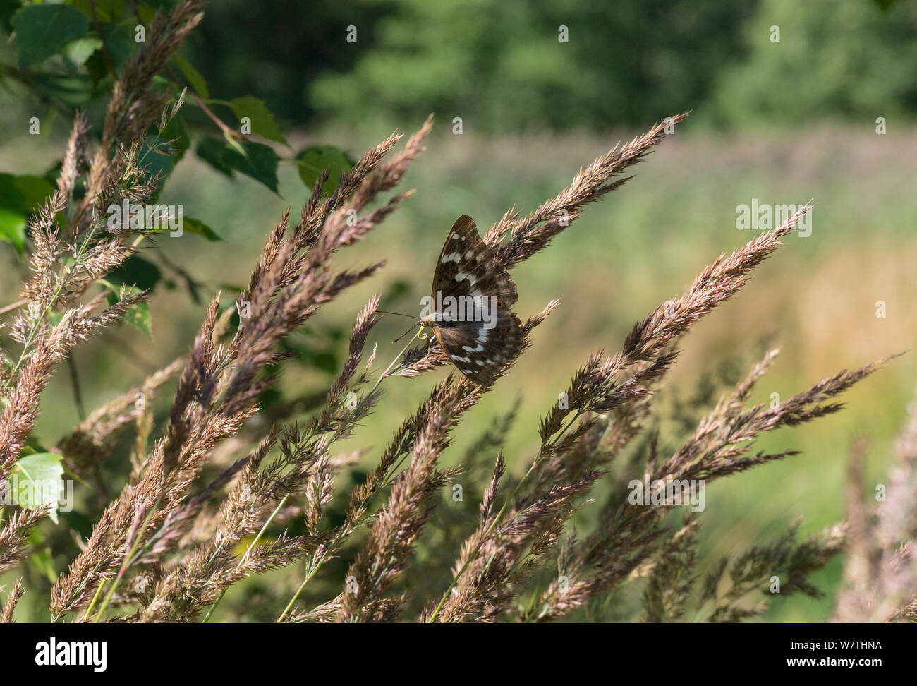 Lesser Purple Emperor butterfly (Apatura ilia) female on grass flowers ...