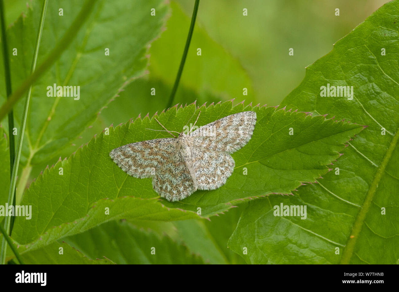 Lewes wave moth scopula immorata hi-res stock photography and images ...