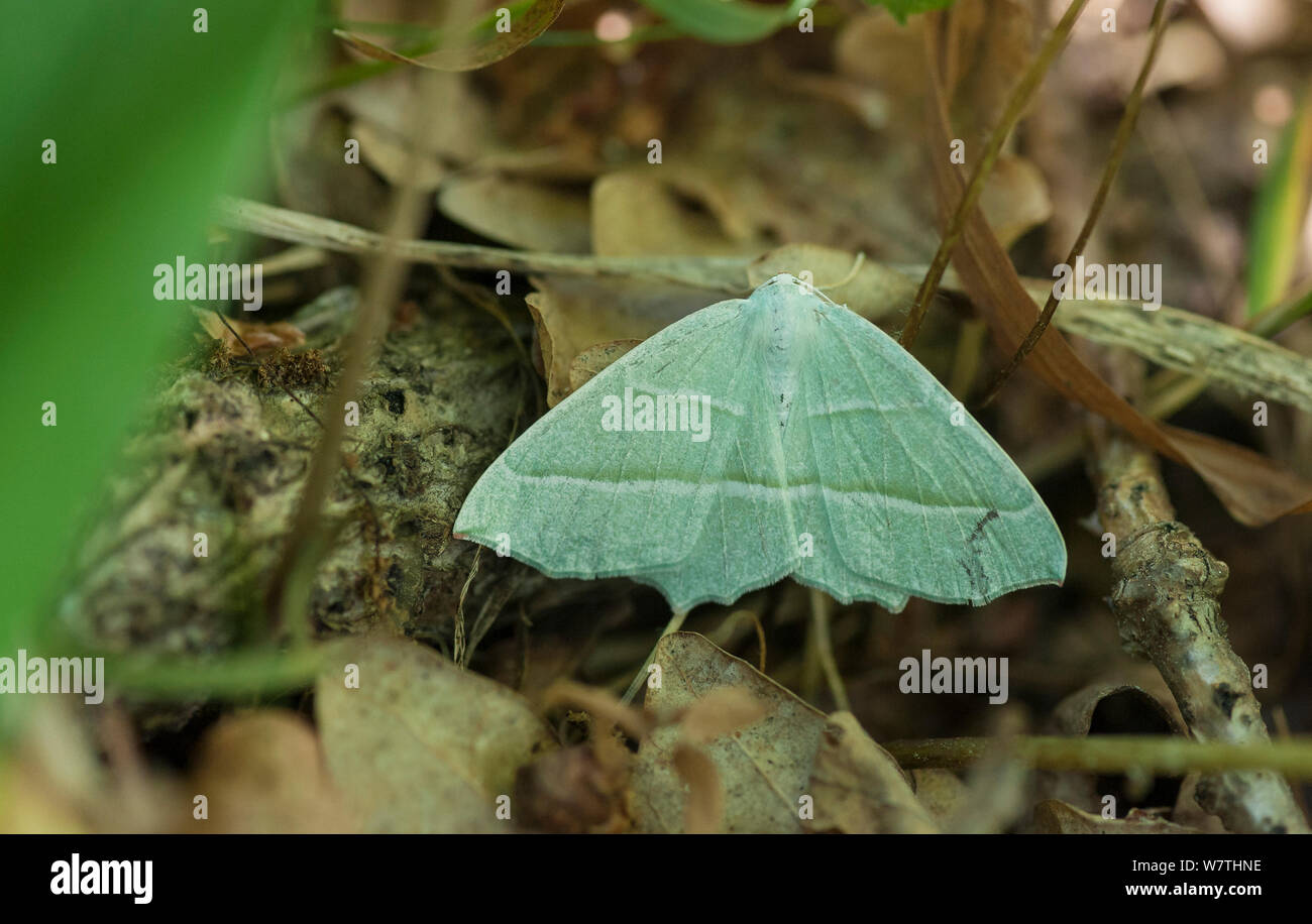Light emerald moth hi-res stock photography and images - Alamy