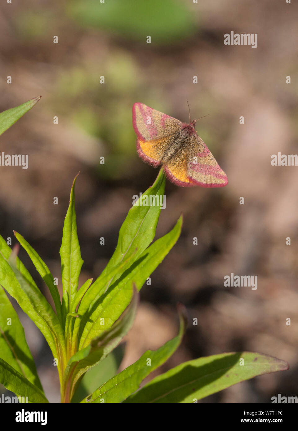 Looper moth (Lythria cruentaria) southern Finland, May Stock Photo - Alamy