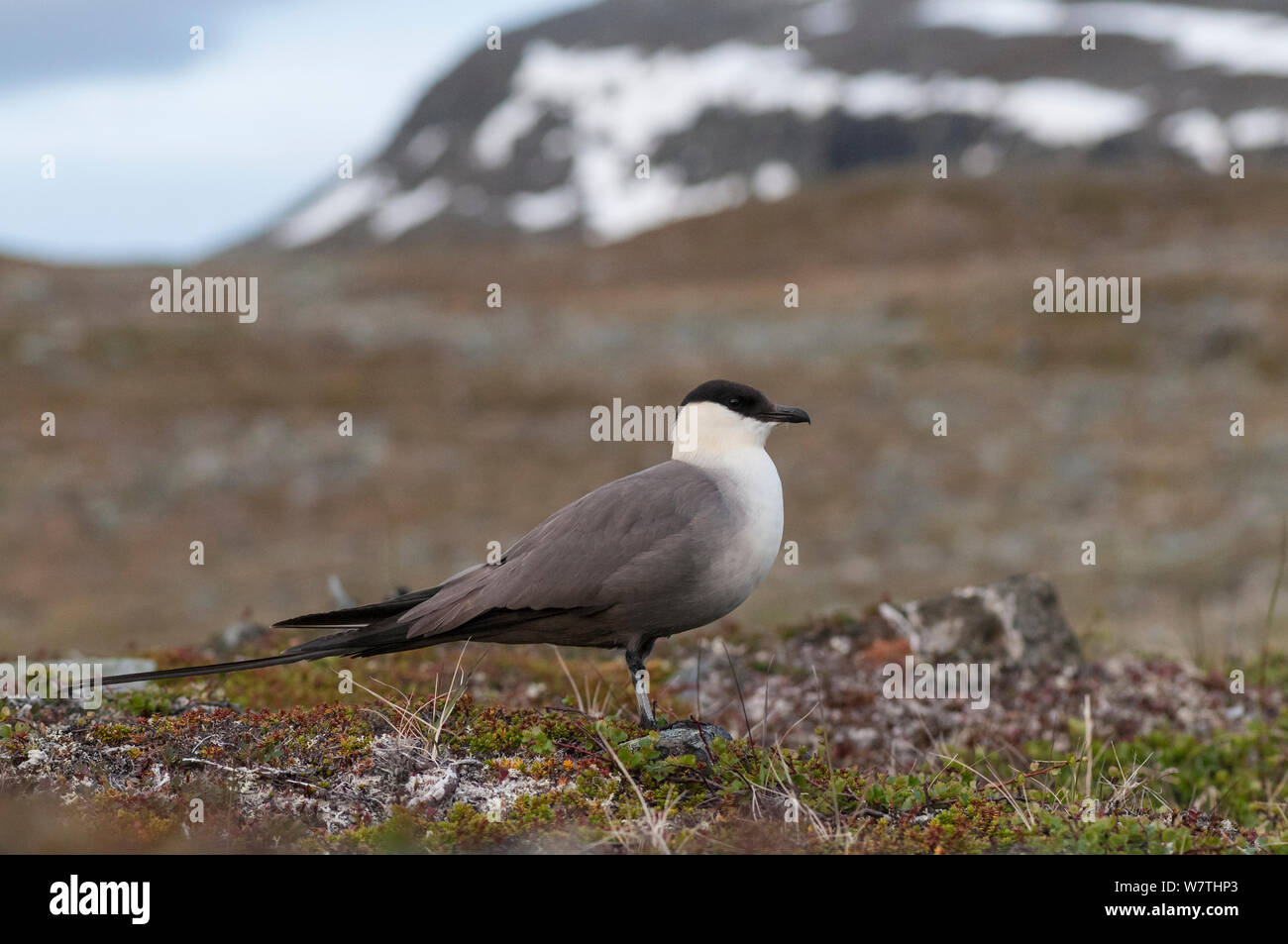 Long tailed jaeger hi-res stock photography and images - Alamy