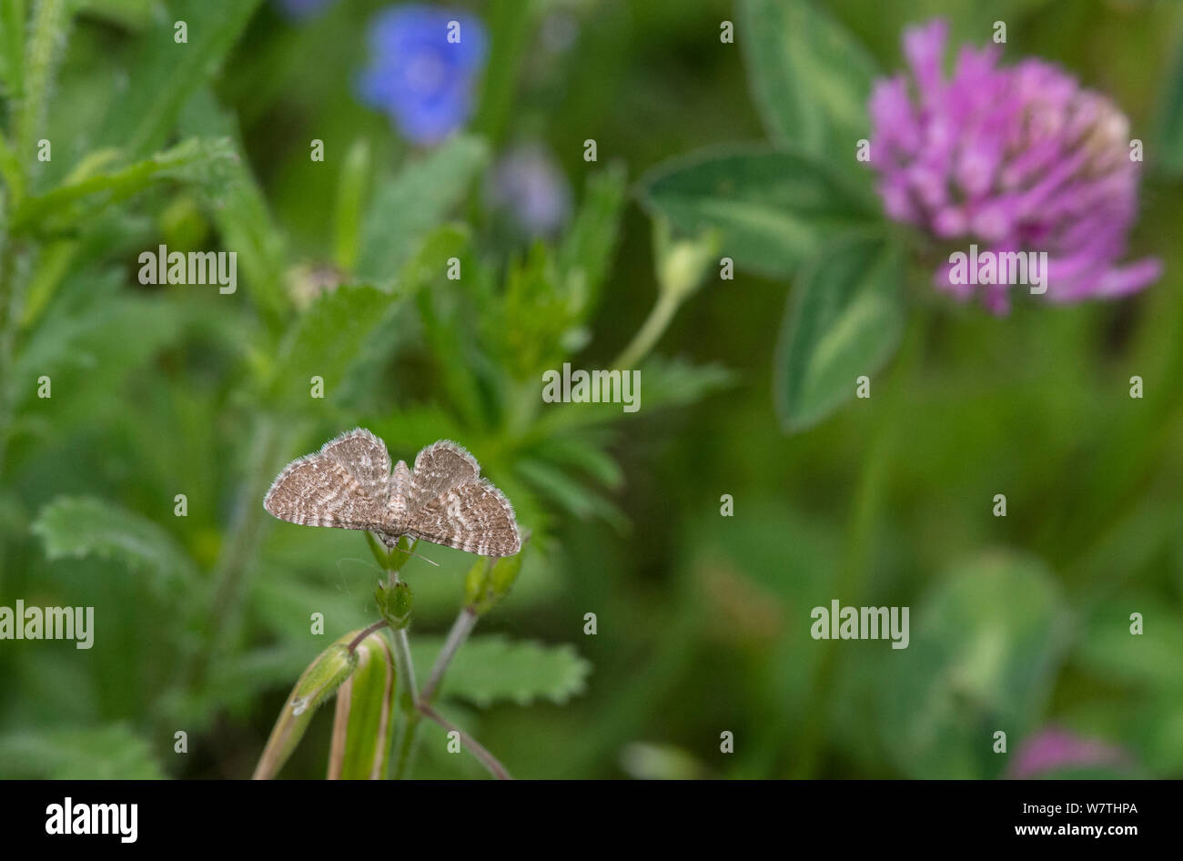 Marsh pug hi-res stock photography and images - Alamy
