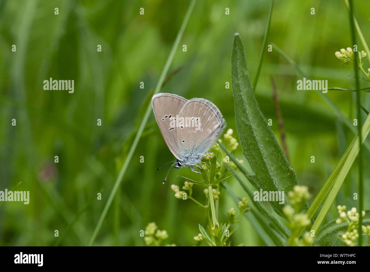 Blue butterfly profile hi-res stock photography and images - Alamy