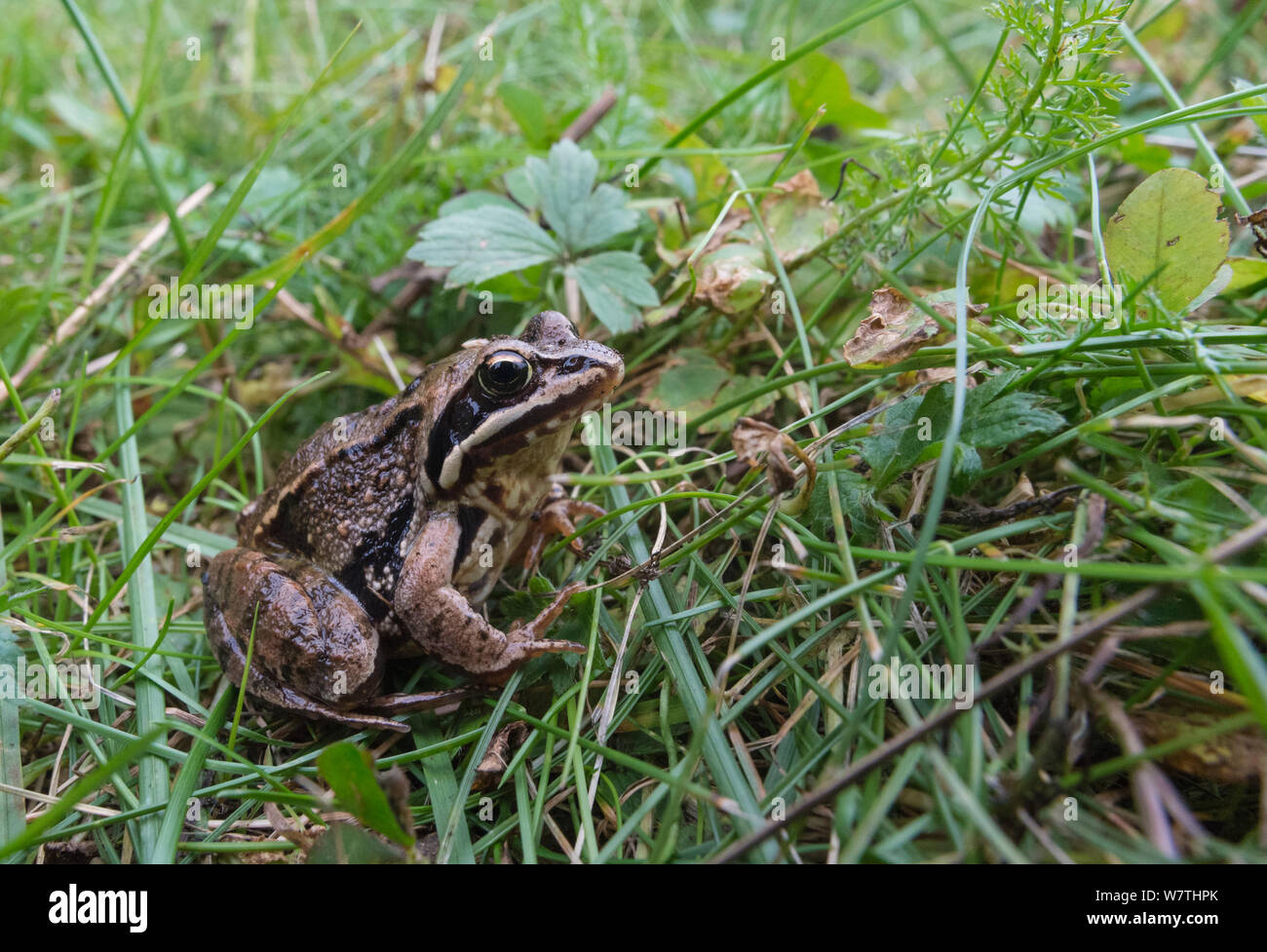 Moor frog finland hi-res stock photography and images - Alamy