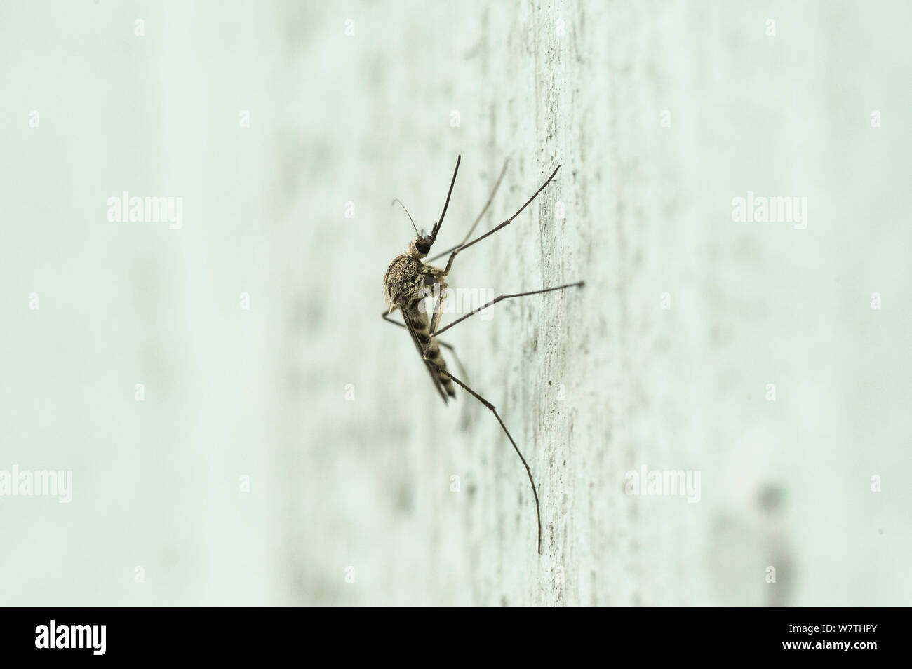 Female mosquito hi-res stock photography and images - Alamy