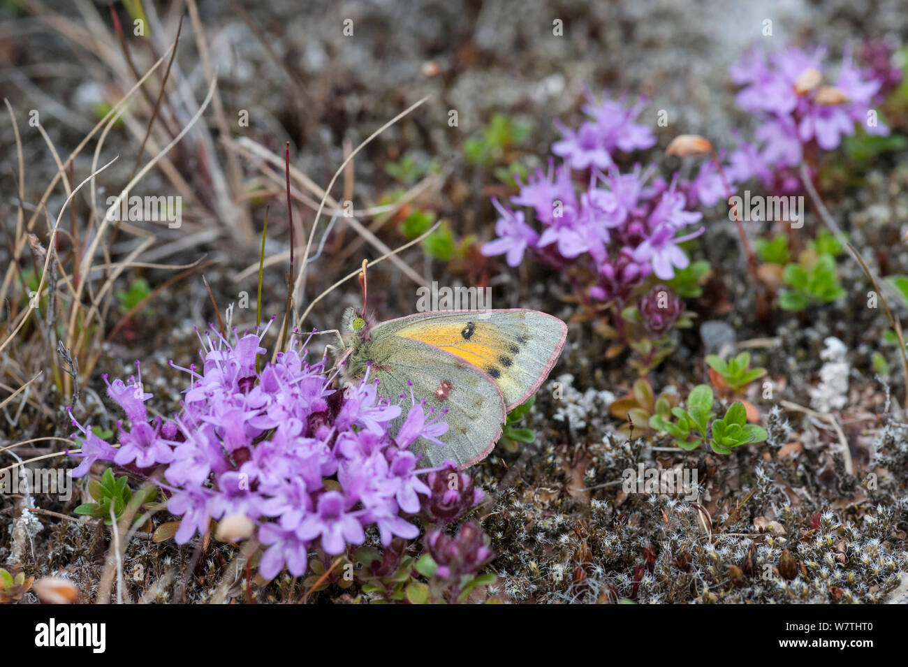 Hecla sulphur hi-res stock photography and images - Alamy