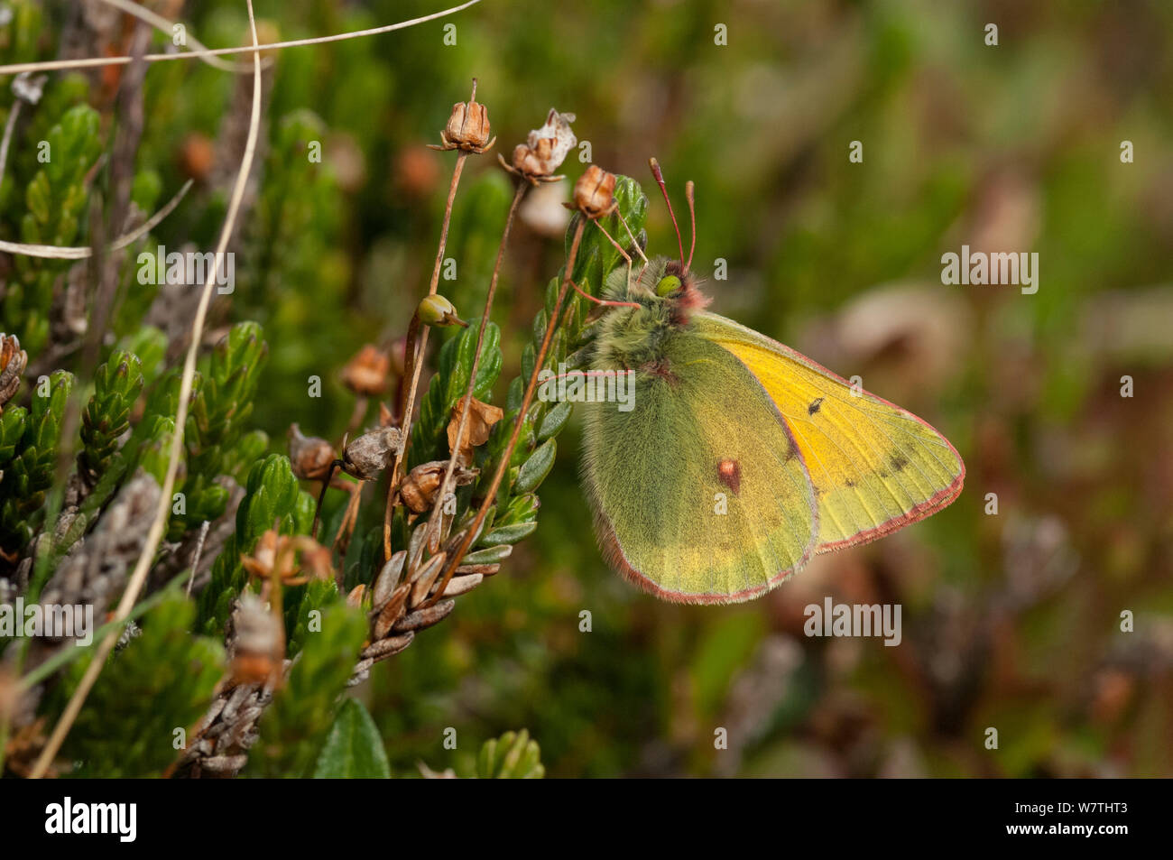 Northern Clouded Yellow / Hecla Sulphur butterfly (Colias hecla ...