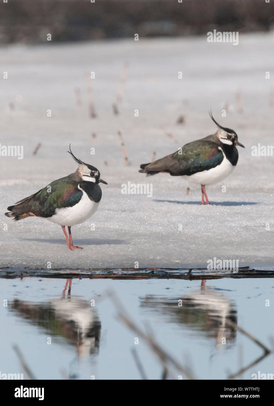 Crested lapwing hi-res stock photography and images - Alamy
