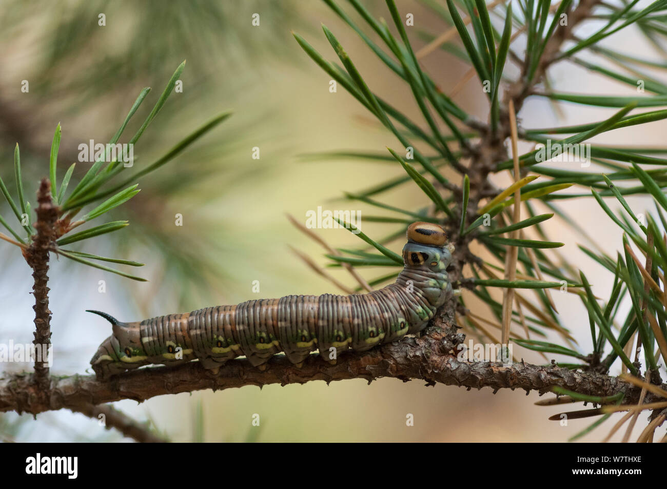Pine Hawk-moth (Sphinx pinastri) caterpillar, southern Finland, August ...